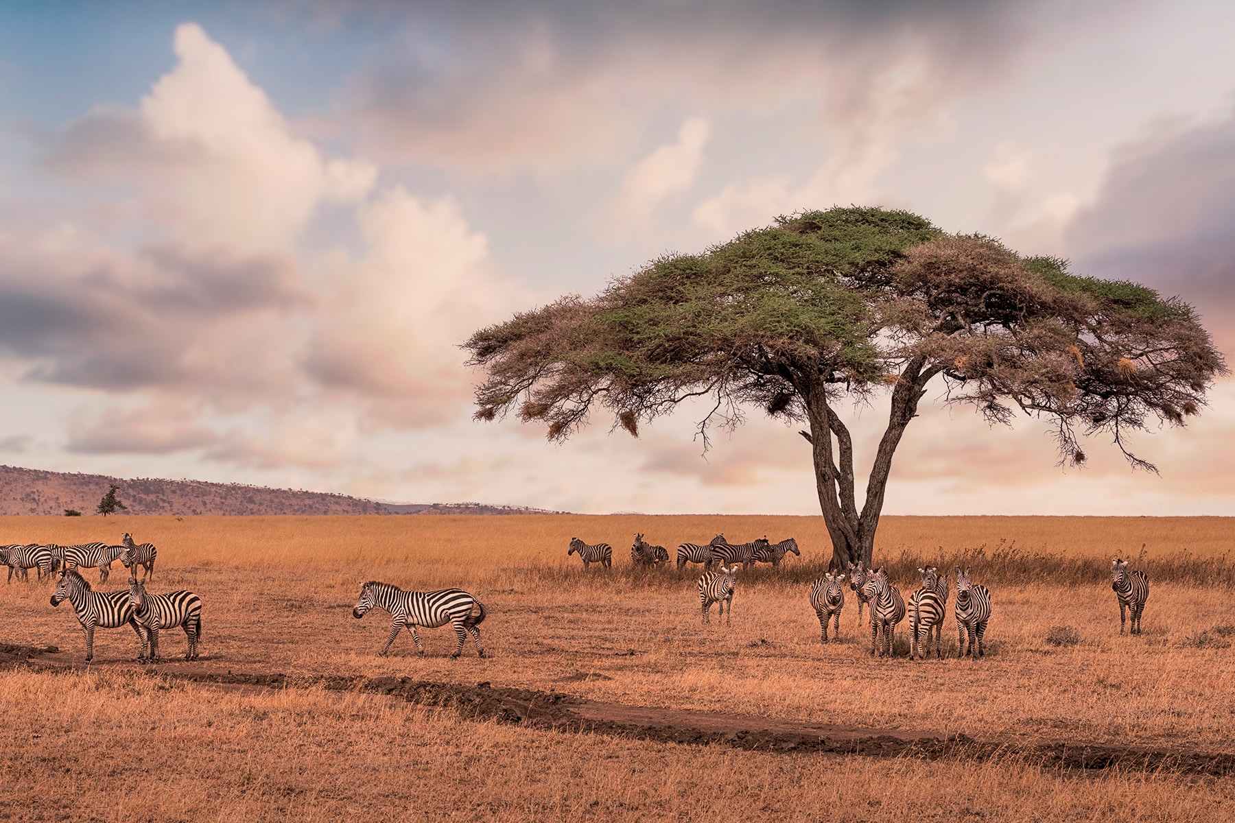 Un Safari En Tanzania Durante 2021 | Andrómeda Viajes